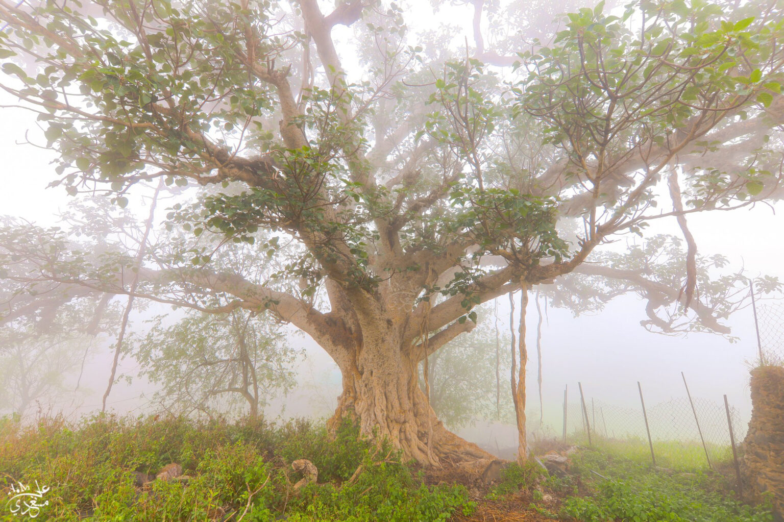 Aseer Development Authority - » Nature’s Bounty